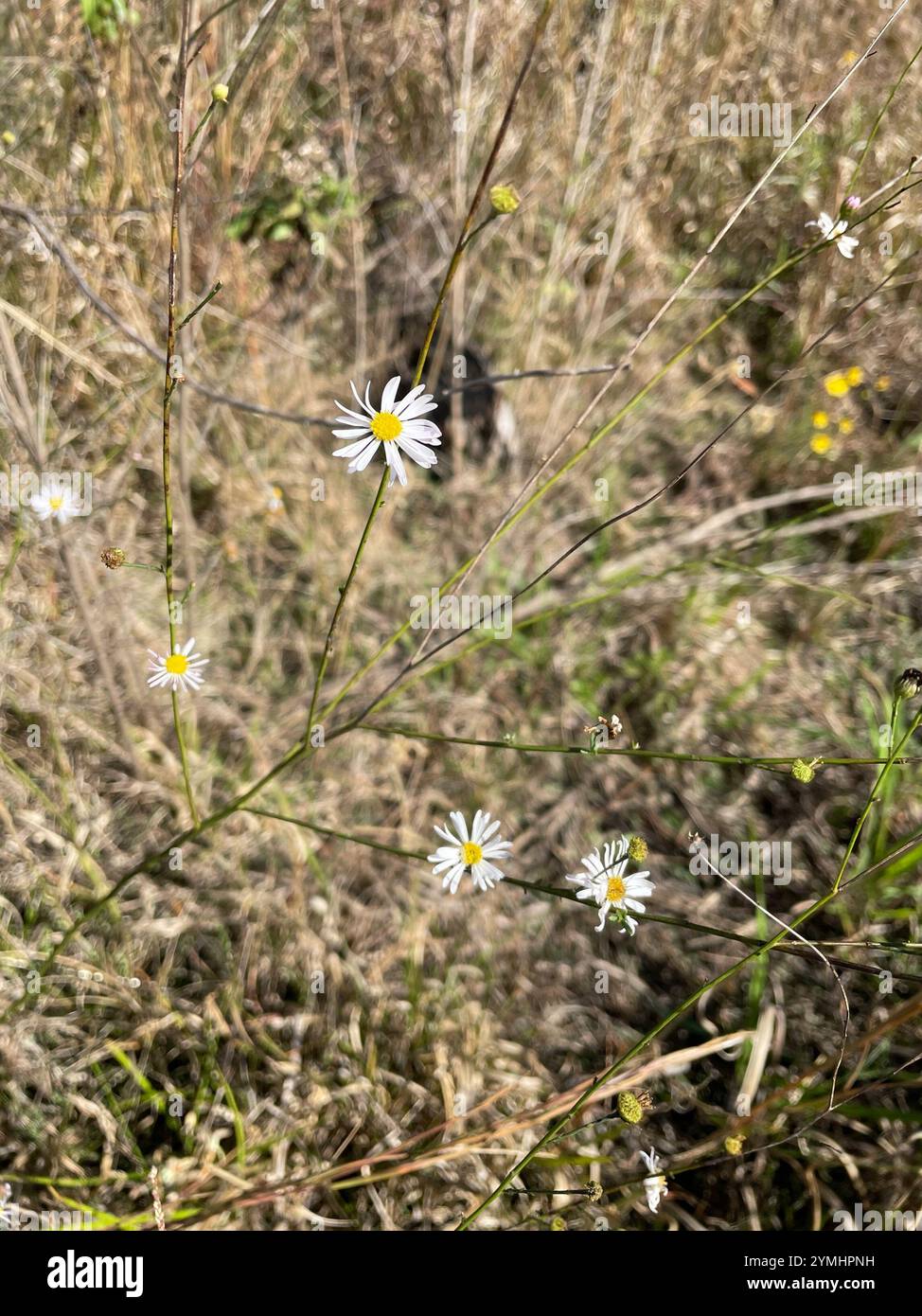 Smallhead Doll's Daisy (Boltonia diffusa Stock Photo - Alamy