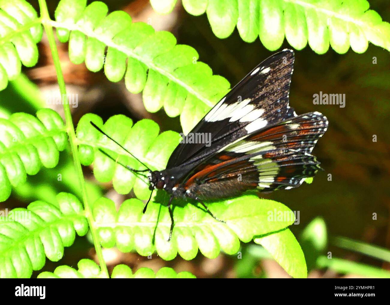 American White Admiral (Limenitis arthemis arthemis Stock Photo - Alamy