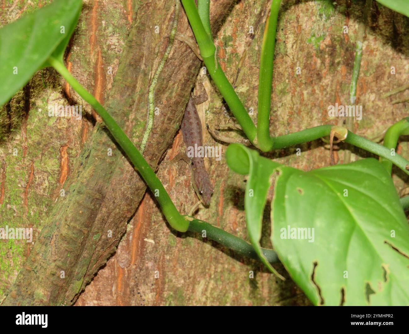 Bridled Forest Gecko (Gonatodes humeralis Stock Photo - Alamy