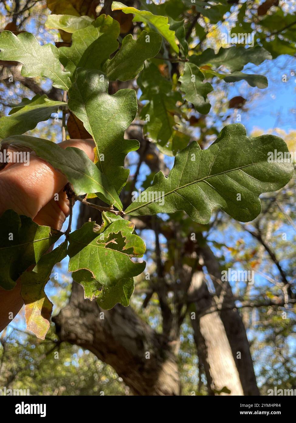 White Shin Oak (Quercus sinuata breviloba Stock Photo - Alamy
