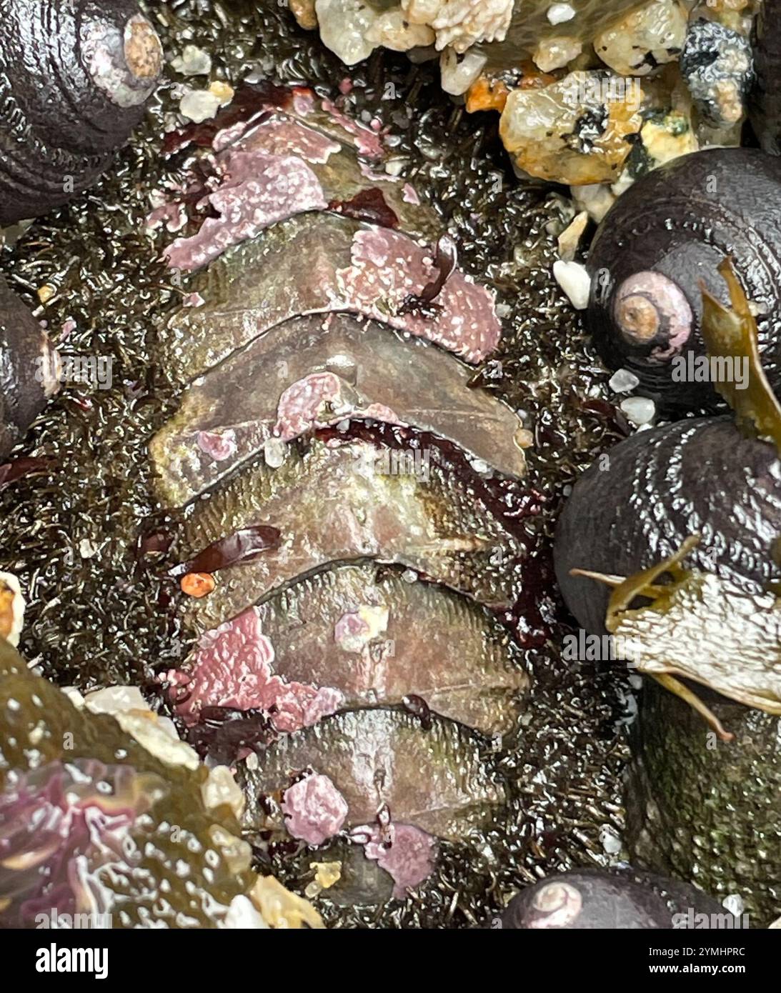 Crustose coralline algae (Lithothamnion Stock Photo - Alamy