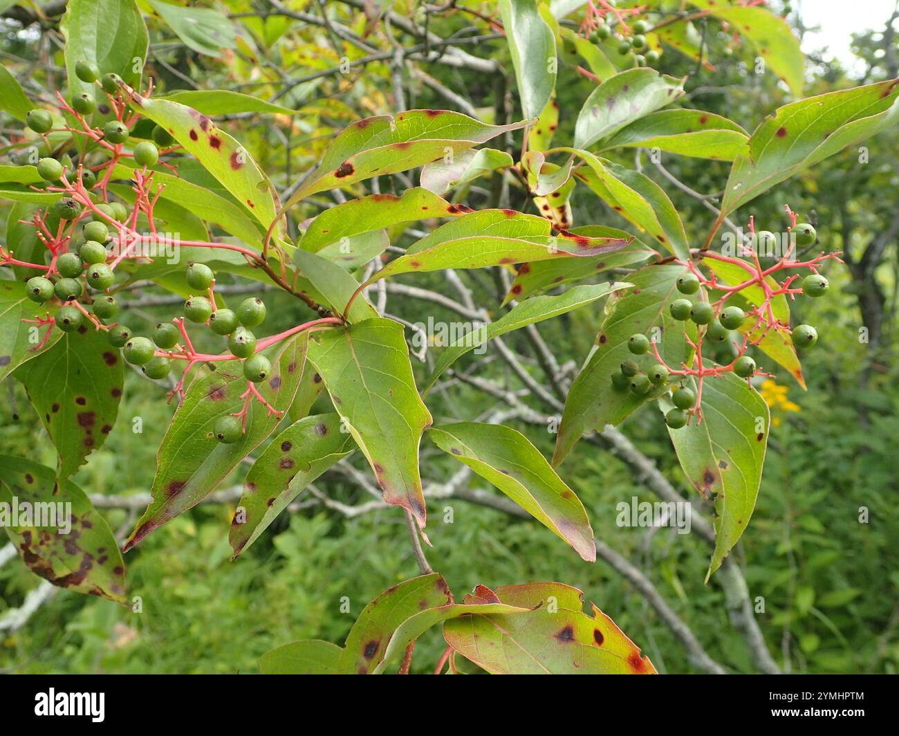 gray dogwood (Cornus racemosa Stock Photo - Alamy