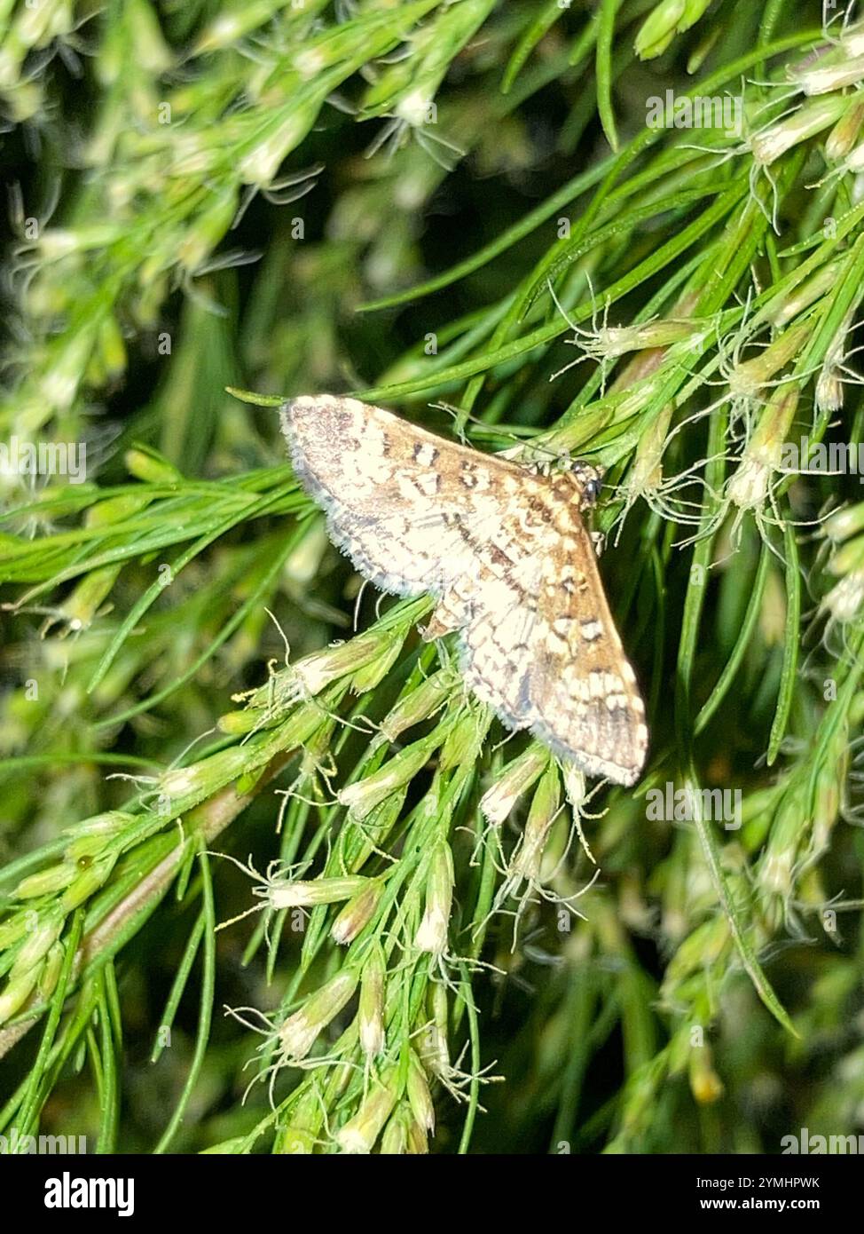 Stained-glass Moth (Samea castellalis Stock Photo - Alamy