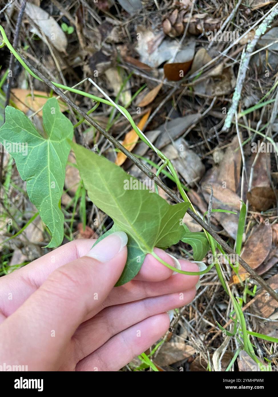 Pacific False Bindweed (Calystegia purpurata Stock Photo - Alamy