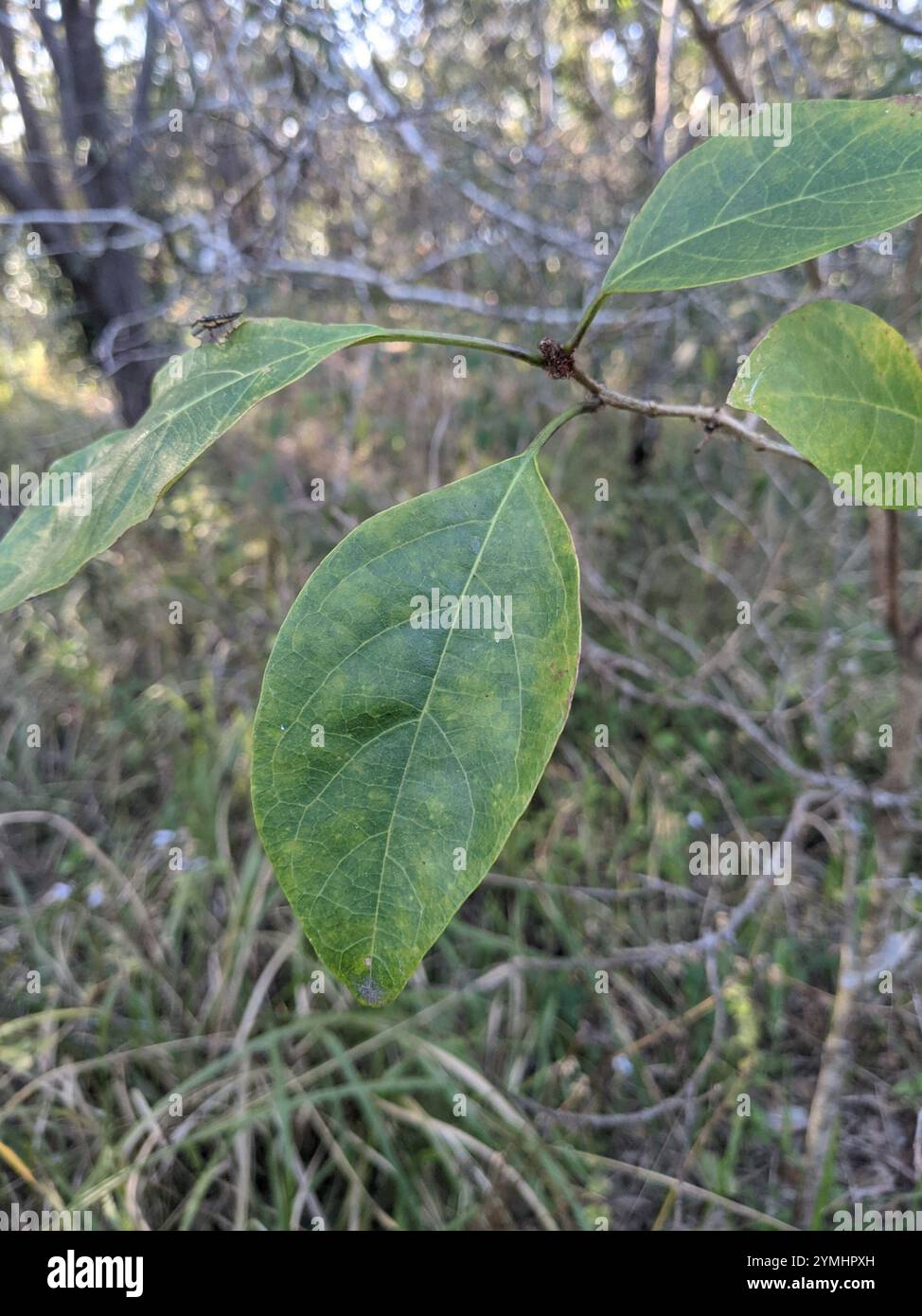 Lolly Bush (Clerodendrum floribundum Stock Photo - Alamy