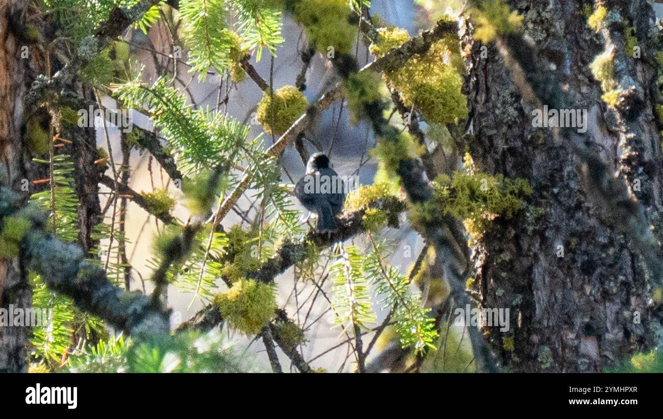 Mountain Chickadee (Poecile gambeli Stock Photo - Alamy