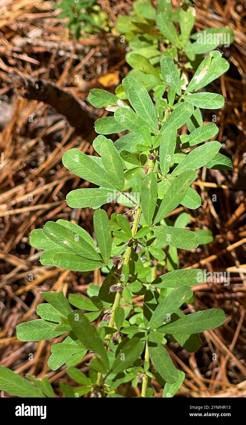 Chinese bushclover (Lespedeza cuneata Stock Photo - Alamy