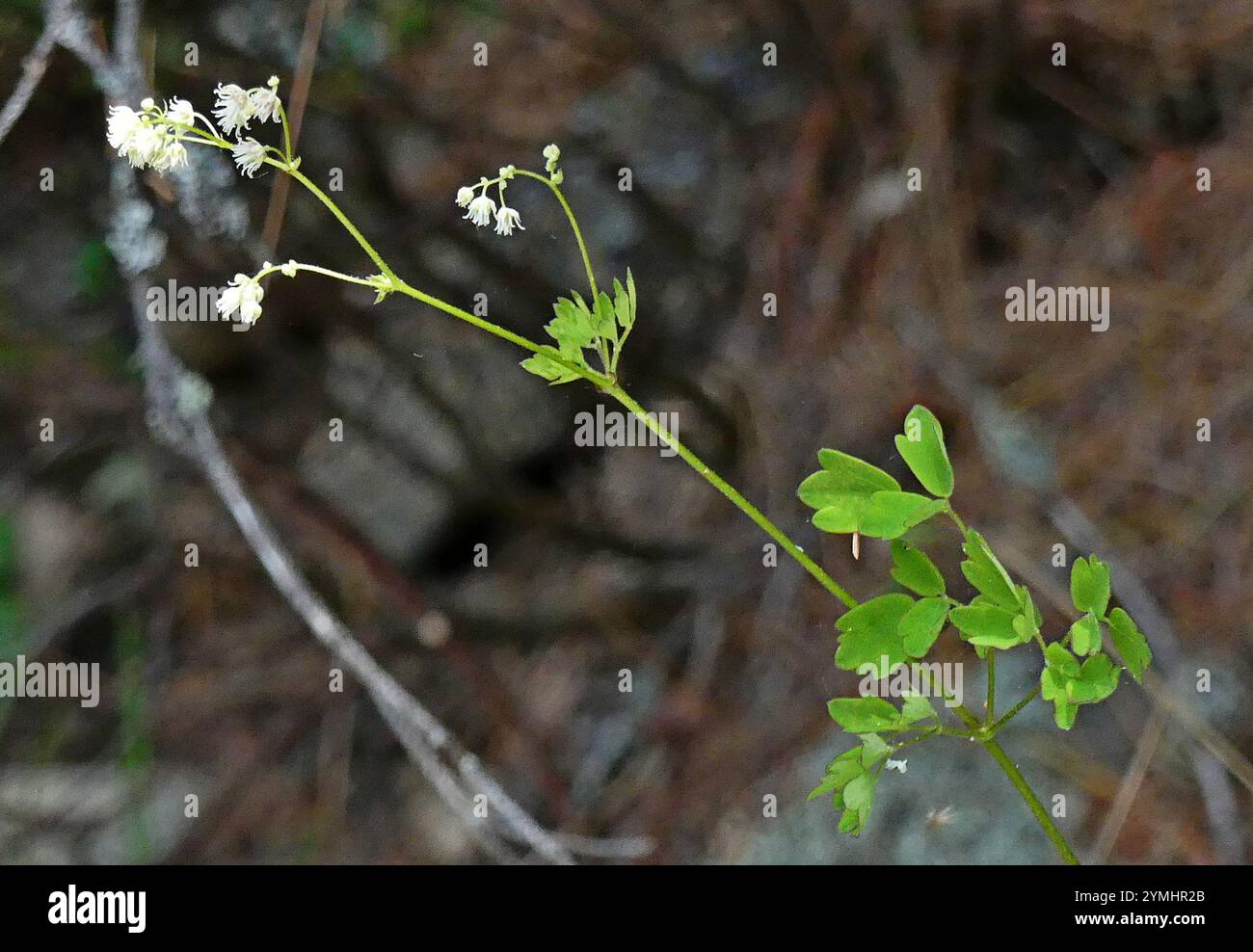 tall meadow-rue (Thalictrum pubescens Stock Photo - Alamy