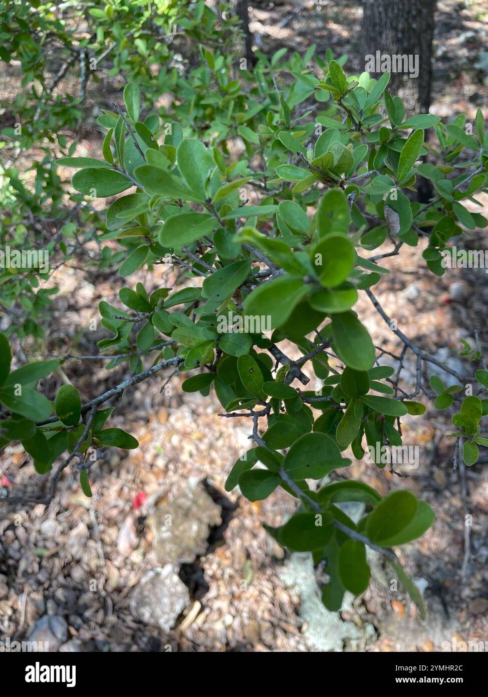 Texas Persimmon (Diospyros texana Stock Photo - Alamy