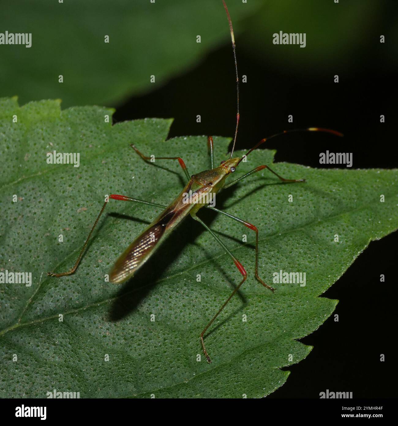 rice bugs (Stenocoris Stock Photo - Alamy