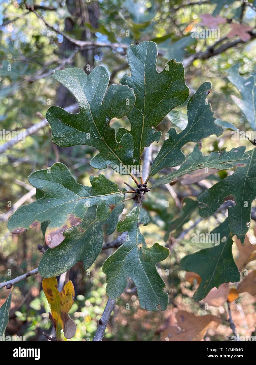 sand post oak (Quercus margaretiae Stock Photo - Alamy