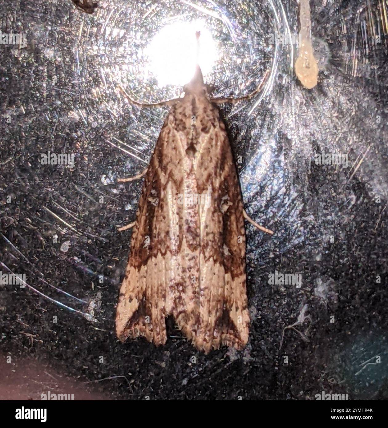 California Cloverworm Moth (Hypena californica Stock Photo - Alamy