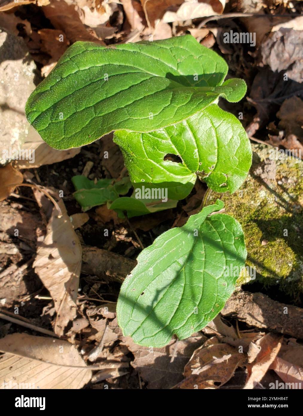 virginia stickseed (Hackelia virginiana Stock Photo - Alamy