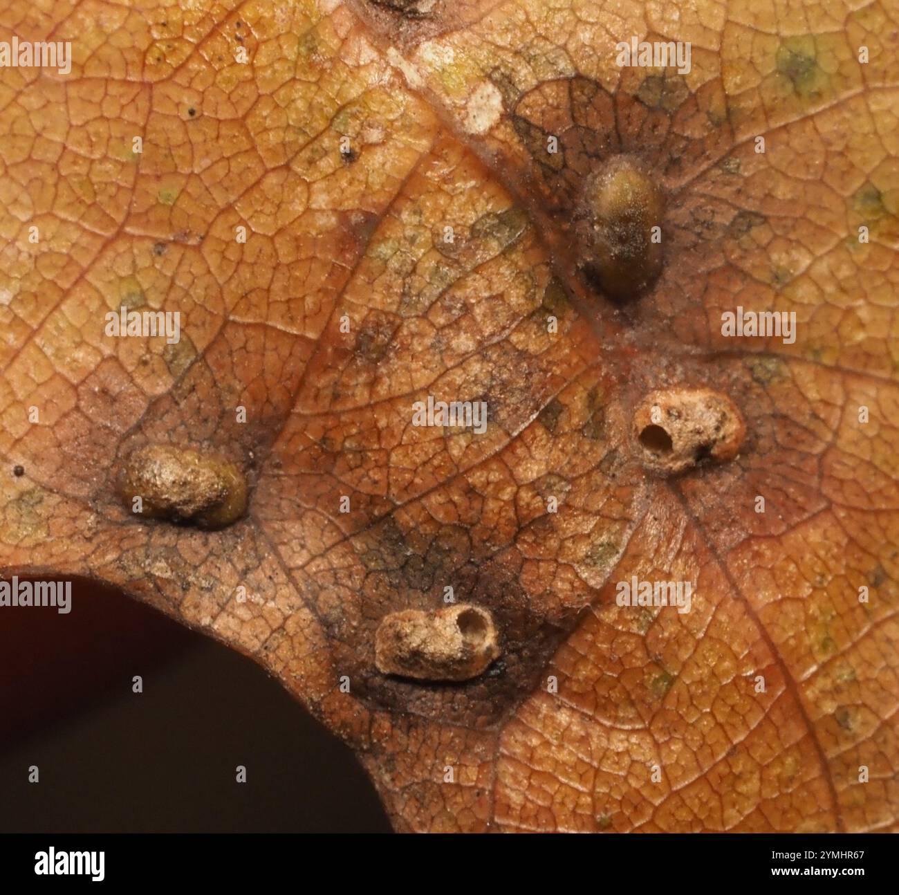 oak flake gall wasp (Neuroterus quercusverrucarum Stock Photo - Alamy