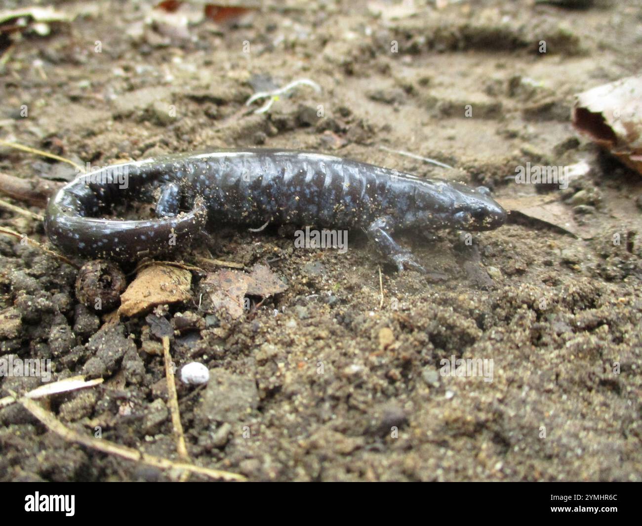 Unisexual Mole Salamander (Ambystoma unisexual Stock Photo - Alamy