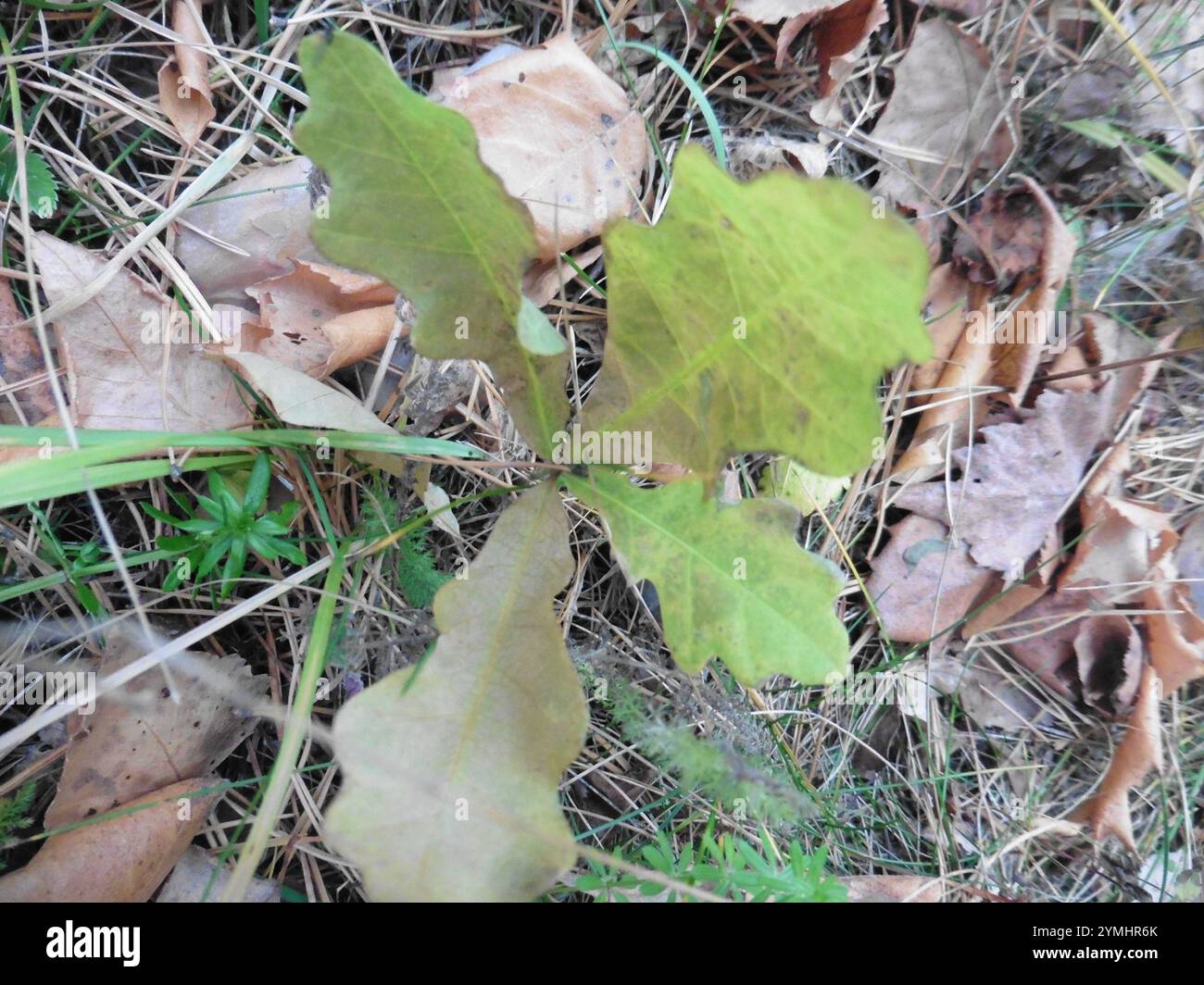 English oak (Quercus robur Stock Photo - Alamy