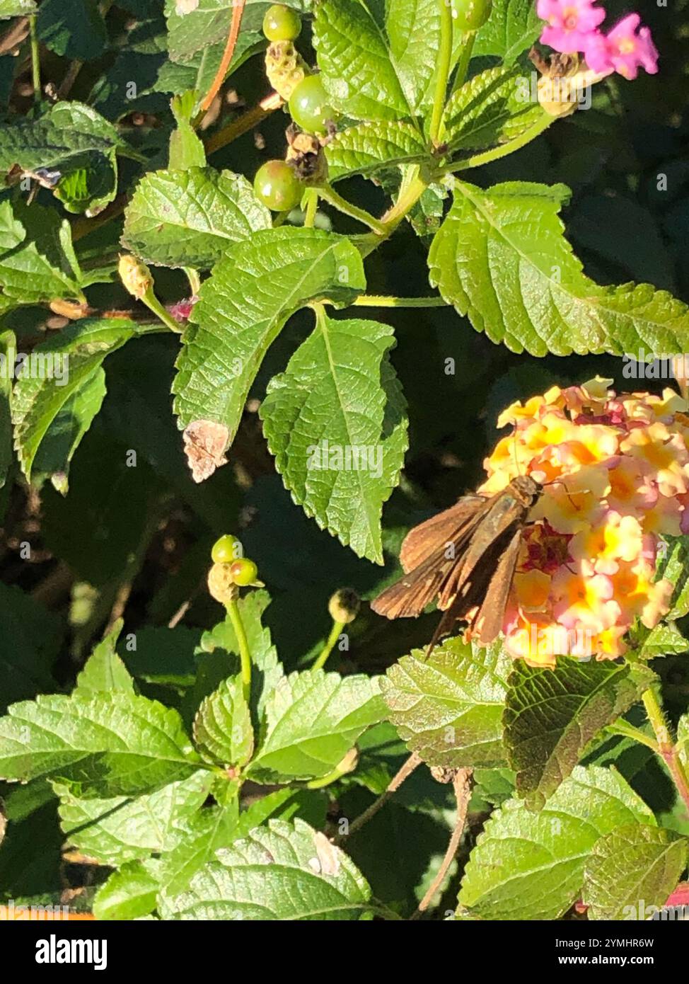 Ocola hi-res stock photography and images - Alamy