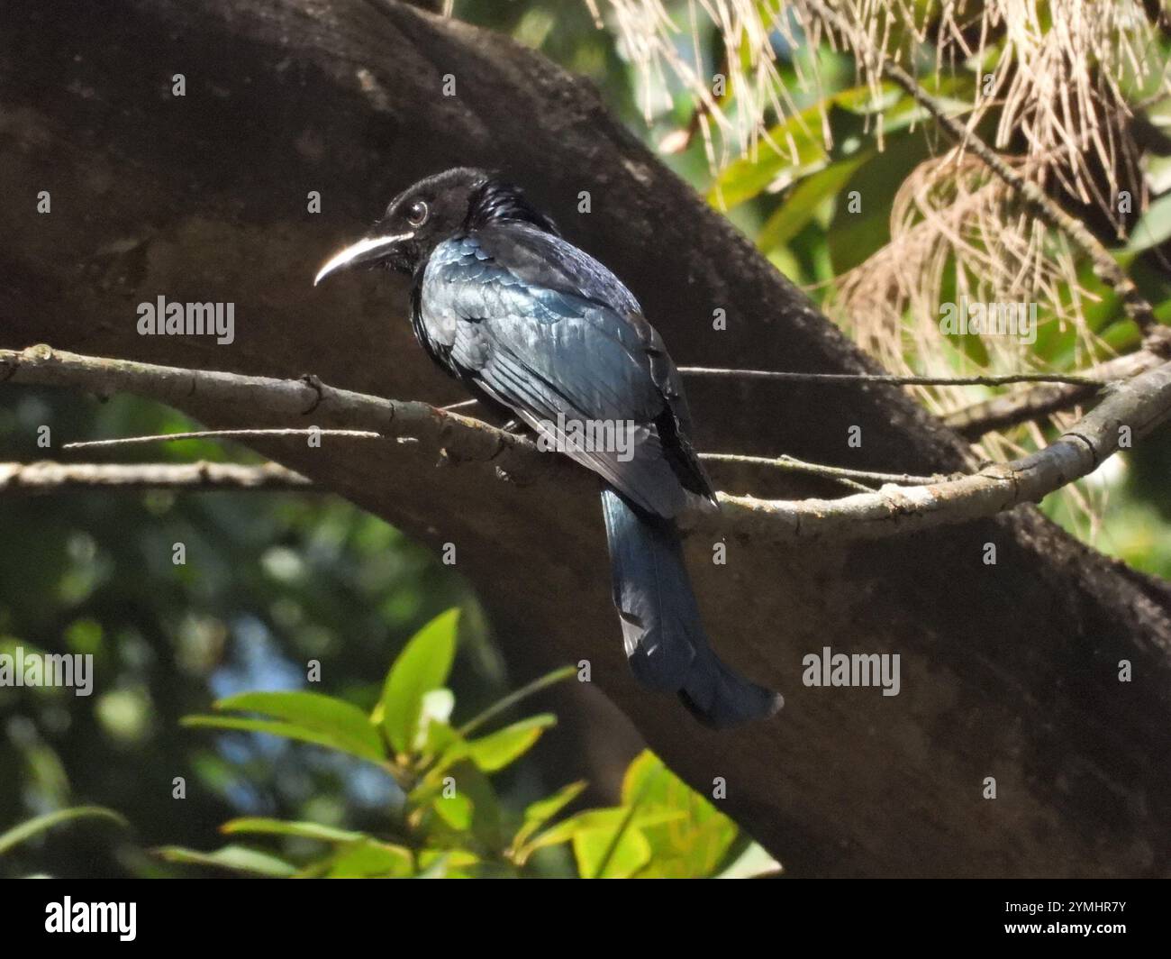 Hair-crested Drongo (Dicrurus hottentottus Stock Photo - Alamy