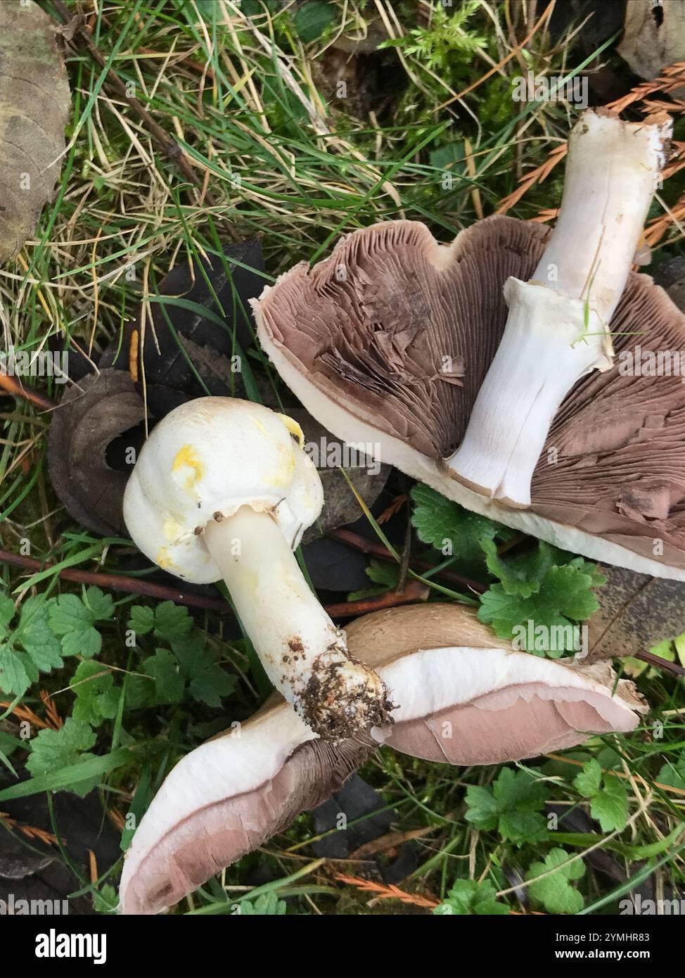 Yellow Stainer (Agaricus xanthodermus Stock Photo - Alamy