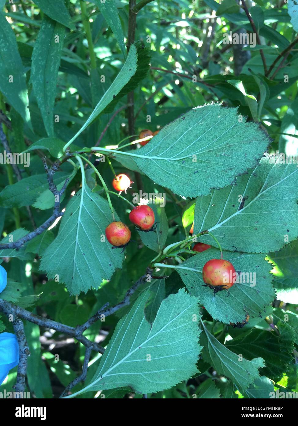 Large-thorn hawthorn (Crataegus macracantha Stock Photo - Alamy