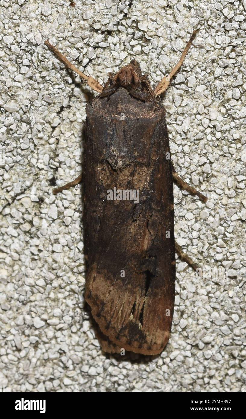 Ipsilon Dart Moth (Agrotis ipsilon Stock Photo - Alamy
