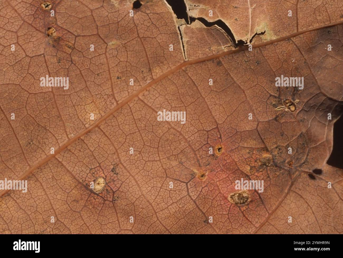 oak flake gall wasp (Neuroterus quercusverrucarum Stock Photo - Alamy