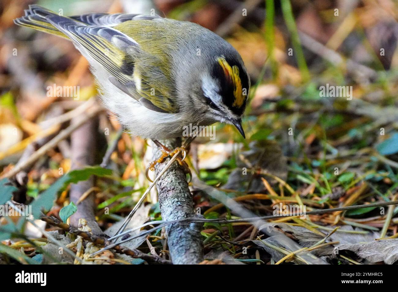 Golden-crowned Kinglet (Regulus satrapa Stock Photo - Alamy