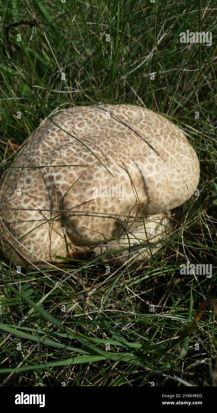 Purple-spored Puffball (Calvatia cyathiformis Stock Photo - Alamy
