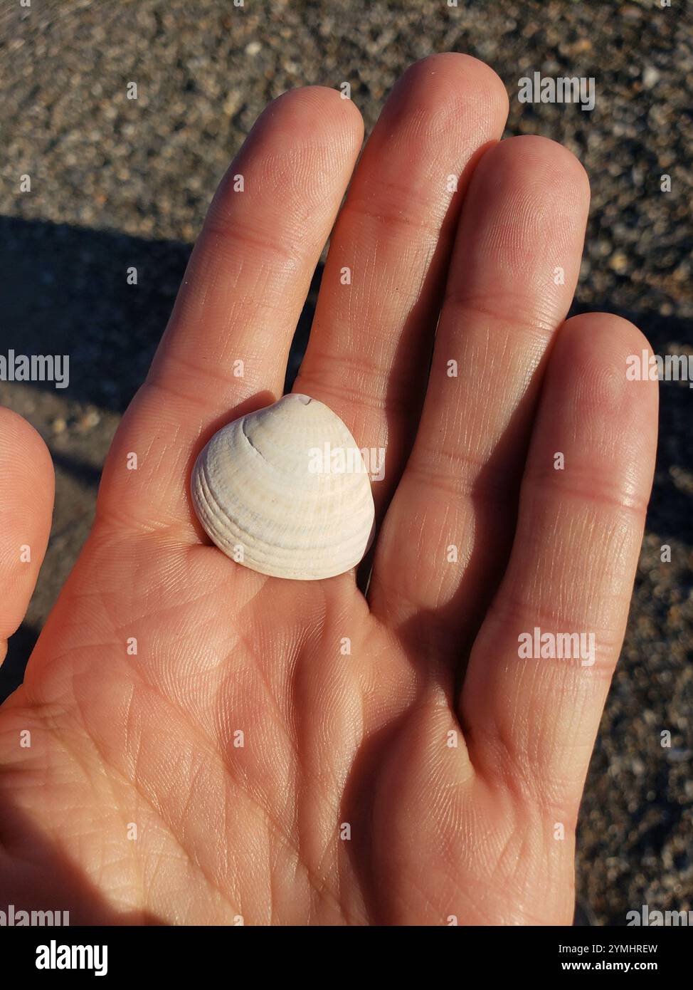 Cross-barred Venus (Chione elevata Stock Photo - Alamy