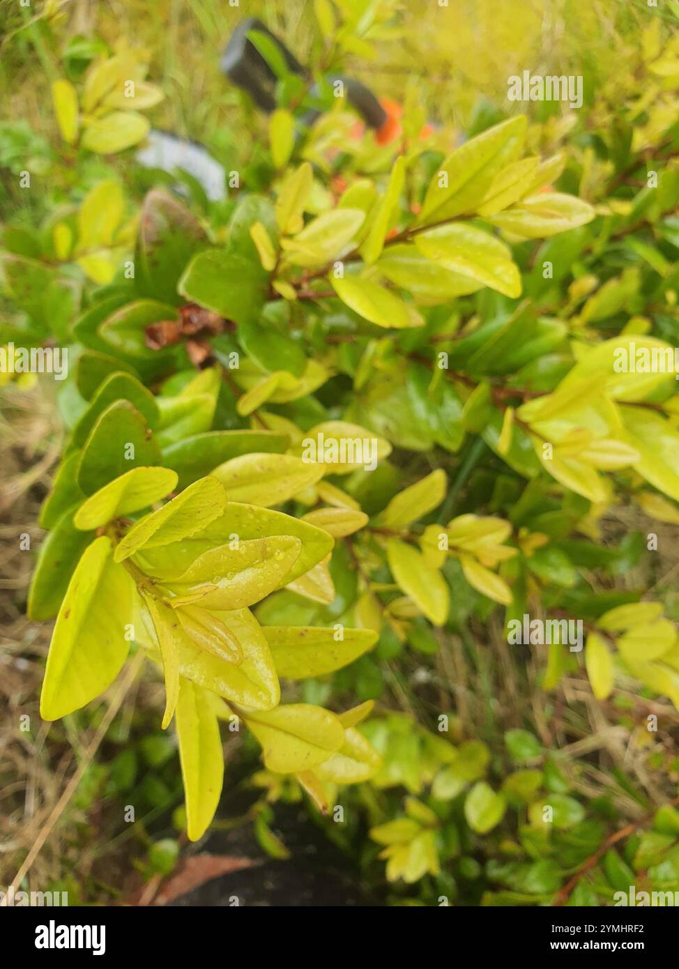 Scarlet rata hi-res stock photography and images - Alamy