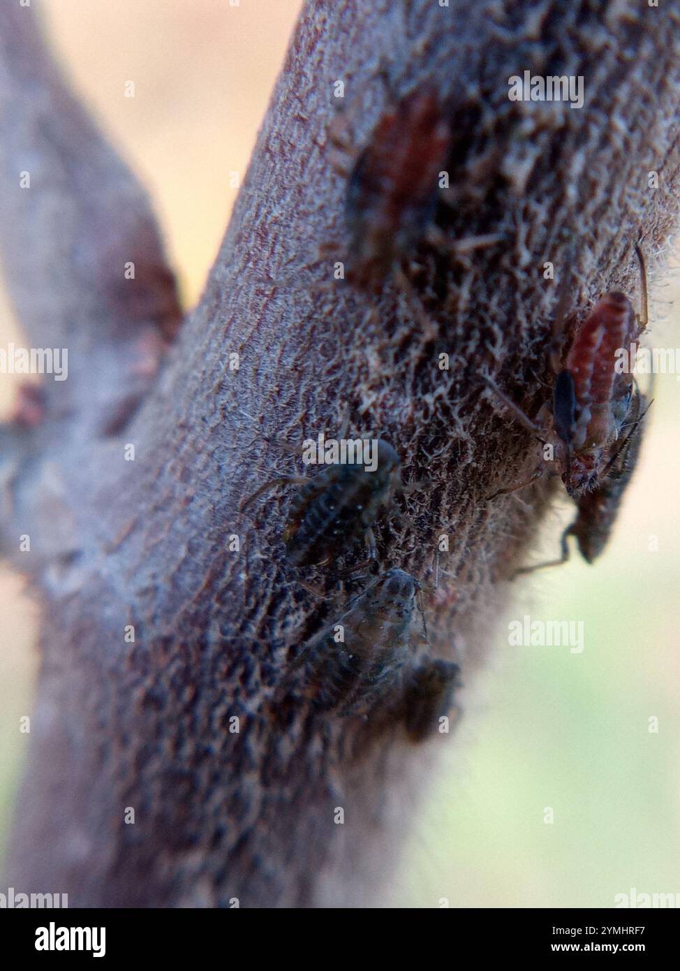 Willow Bark Aphids (Pterocomma Stock Photo - Alamy