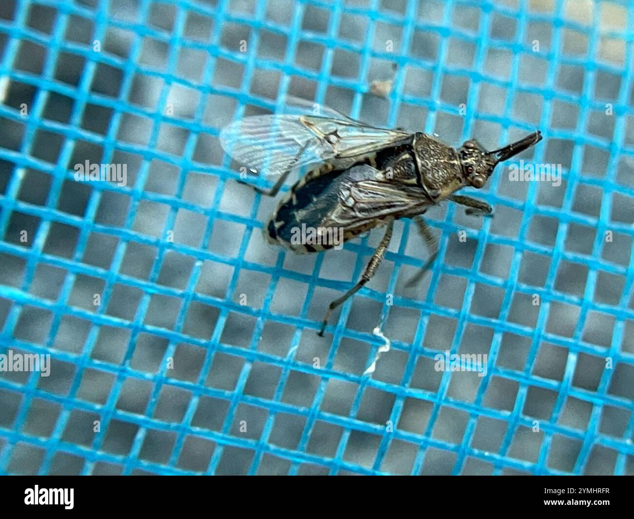 Hyaline grass bug hi-res stock photography and images - Alamy