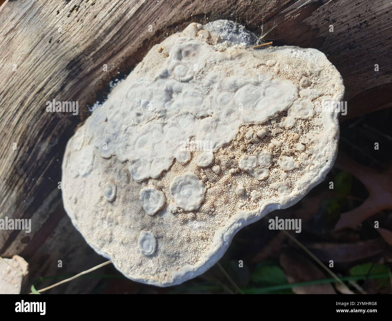 Lumpy Bracket (Trametes gibbosa Stock Photo - Alamy