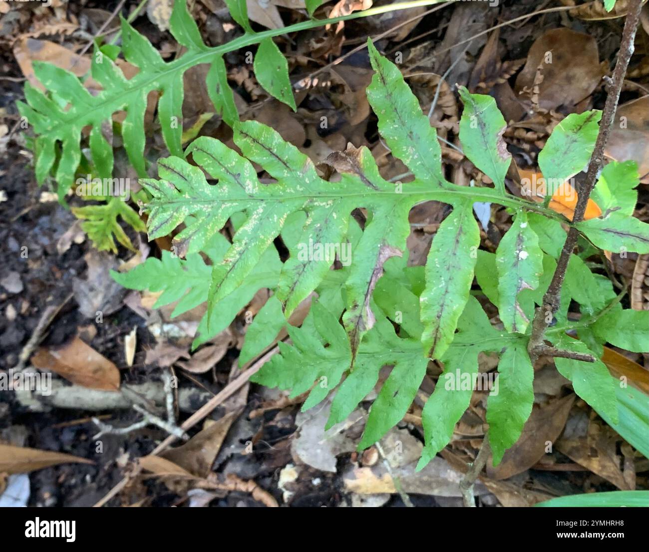 netted chain fern (Woodwardia areolata Stock Photo - Alamy