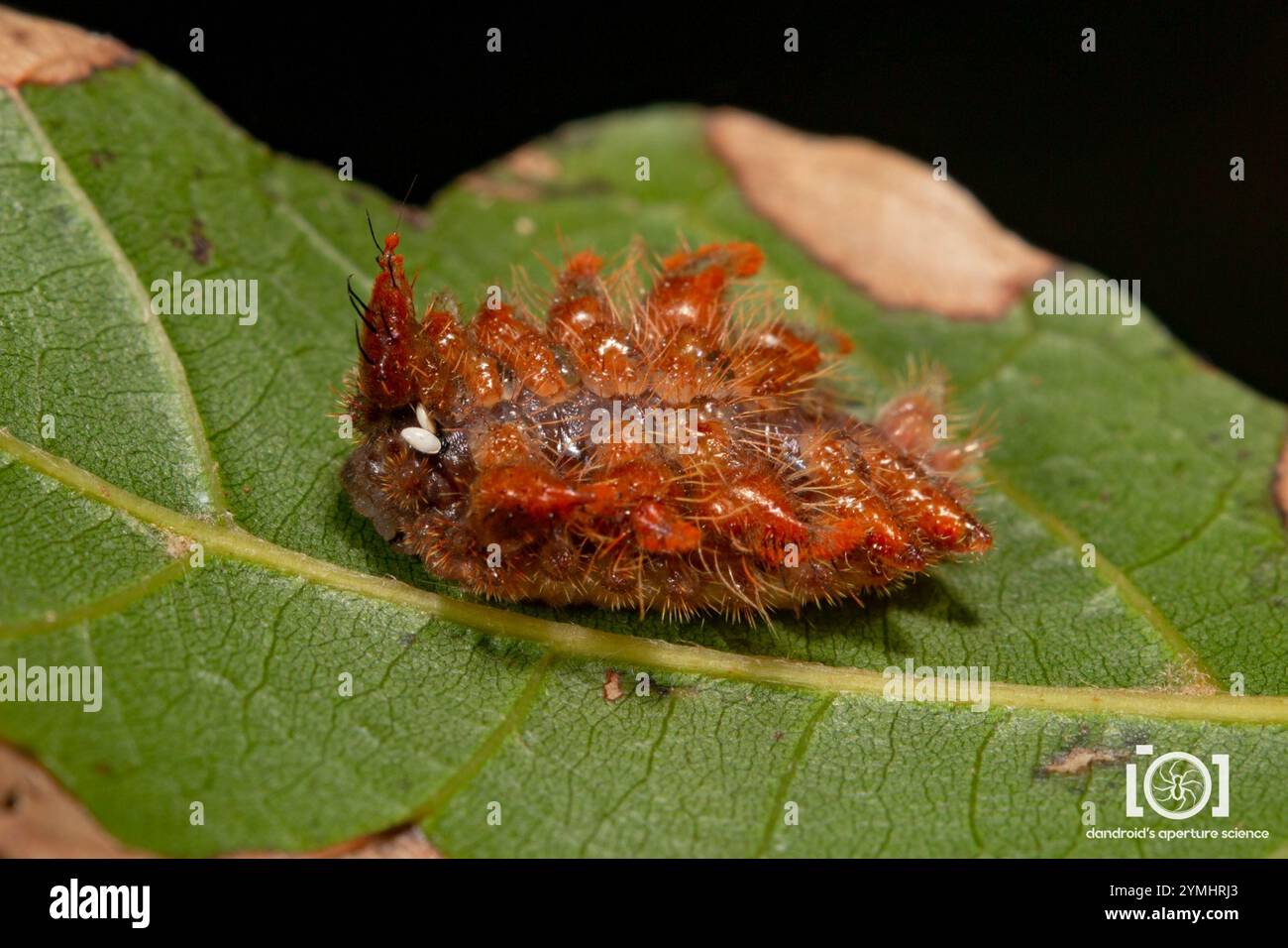Hag Moth (Phobetron pithecium Stock Photo - Alamy