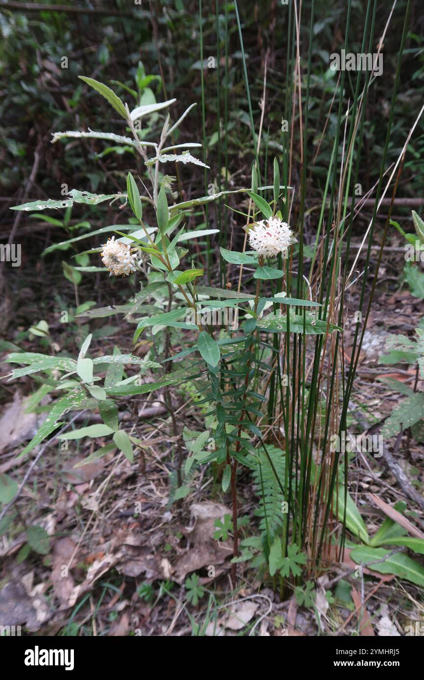 tall rice-flower (Pimelea ligustrina Stock Photo - Alamy