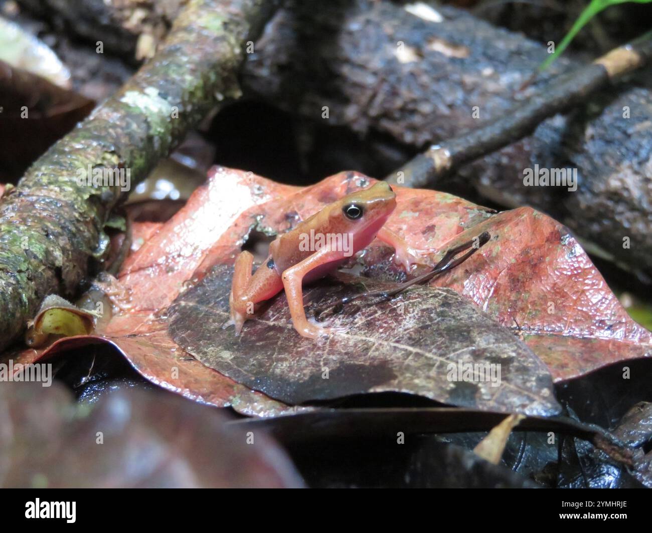 Cayenne Stubfoot Toad (Atelopus flavescens Stock Photo - Alamy