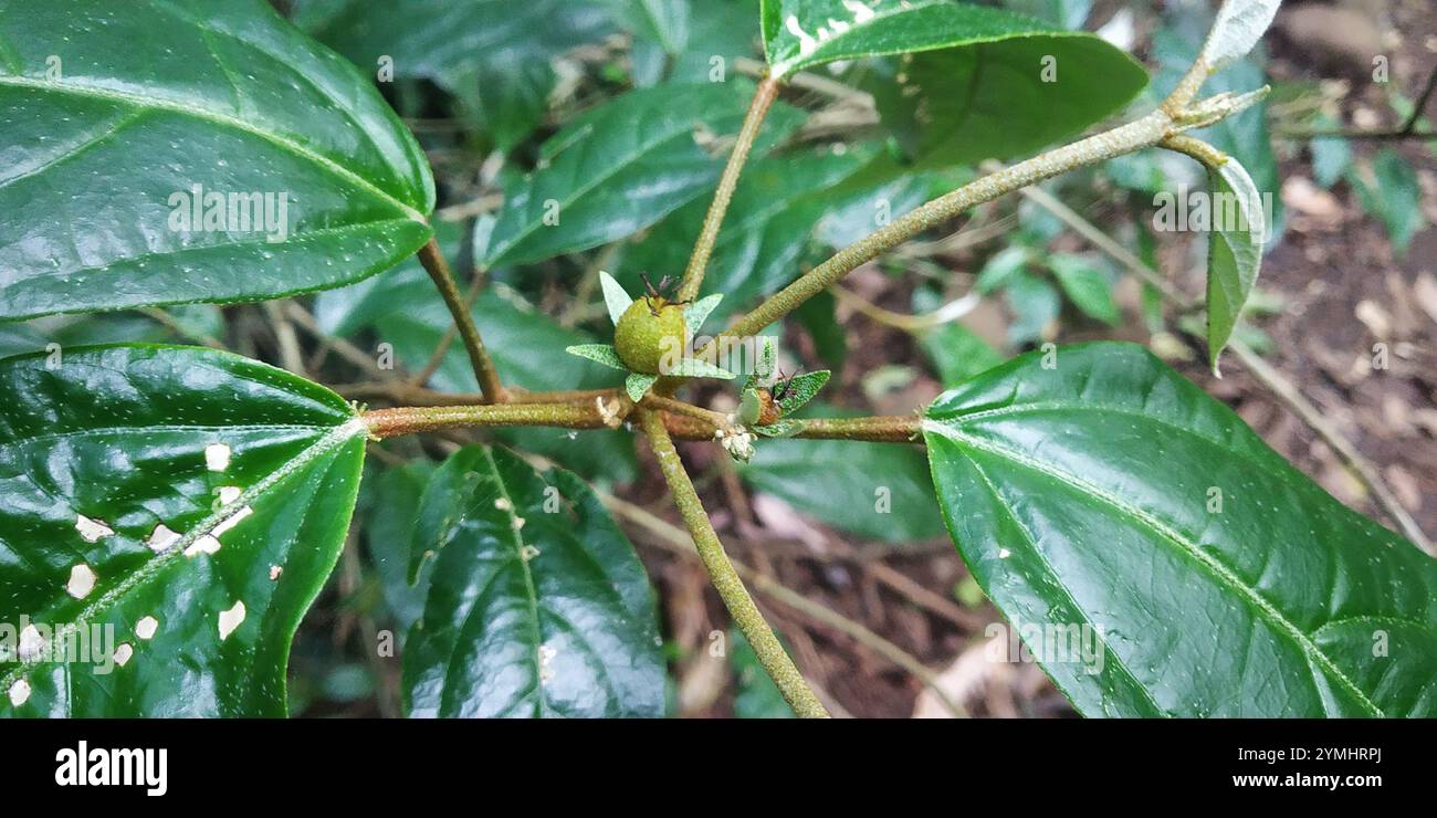 Ceylon croton (Croton zeylanicus Stock Photo - Alamy