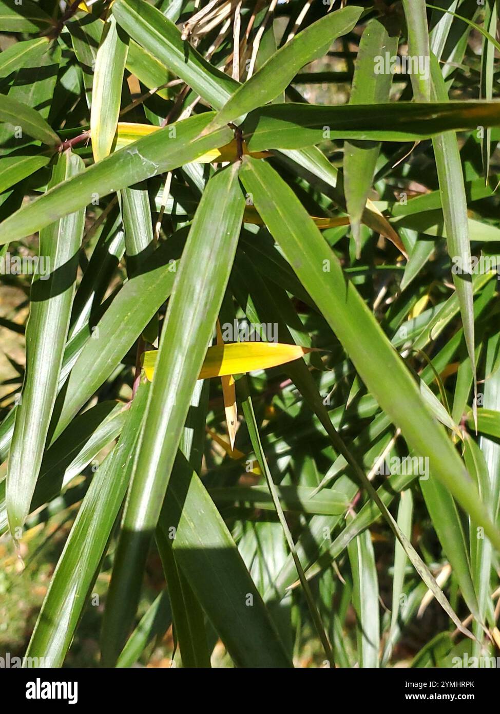 river cane (Arundinaria gigantea Stock Photo - Alamy