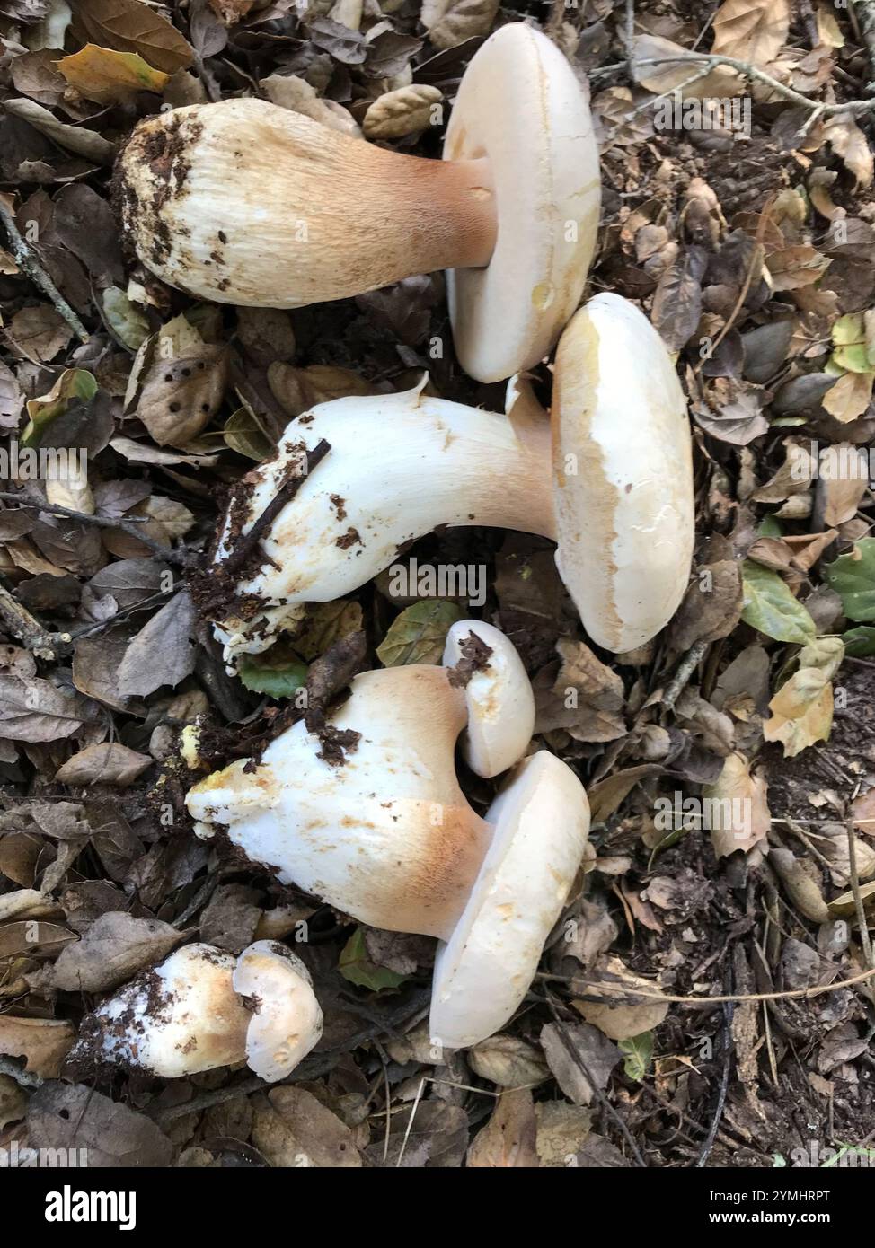 Barrow's Bolete (Boletus barrowsii Stock Photo - Alamy