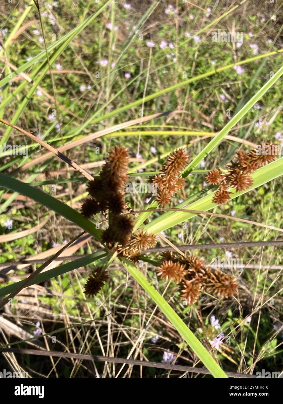 Swamp Flatsedge (Cyperus ligularis Stock Photo - Alamy