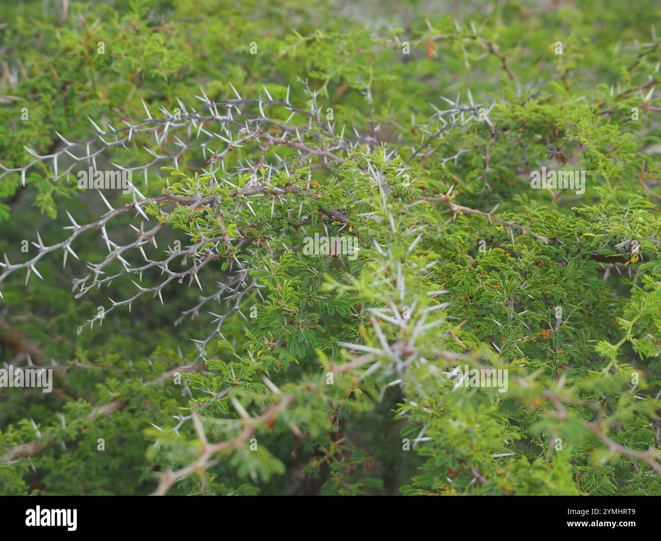 twisted acacia (Vachellia tortuosa Stock Photo - Alamy