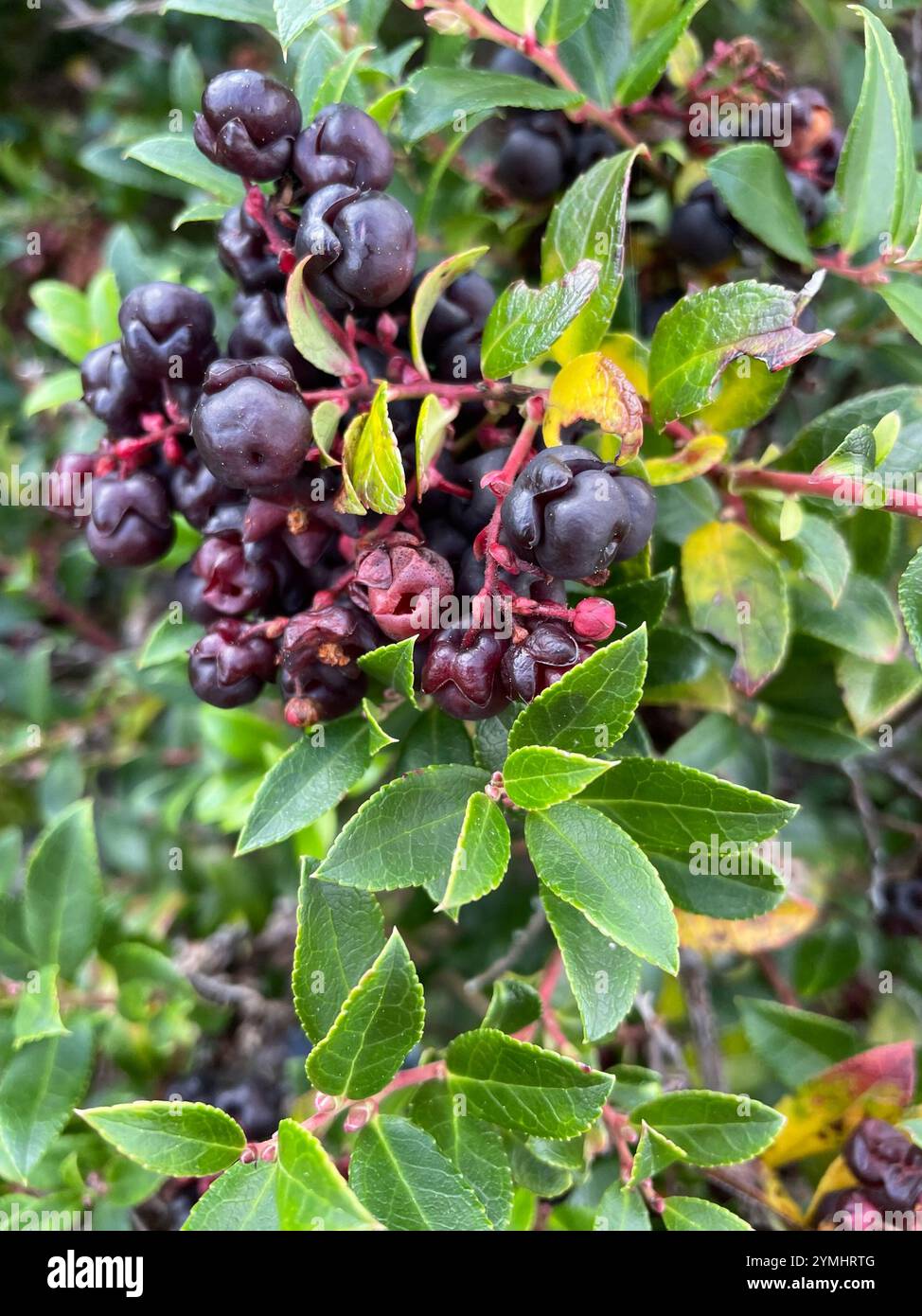 flowering plants (Angiospermae Stock Photo - Alamy