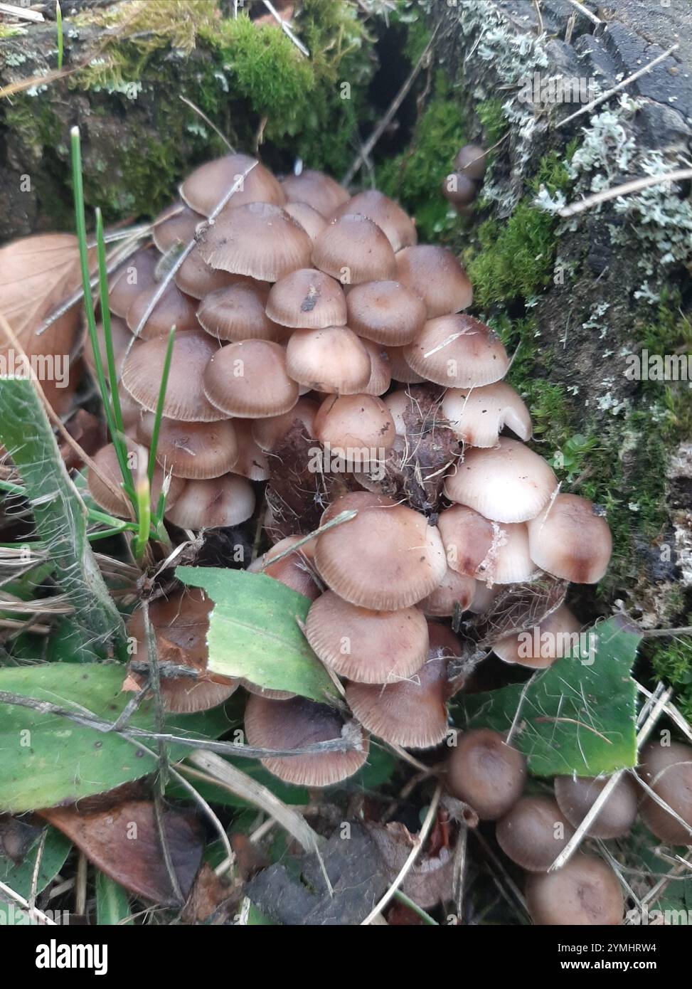 clustered bonnet (Mycena inclinata Stock Photo - Alamy