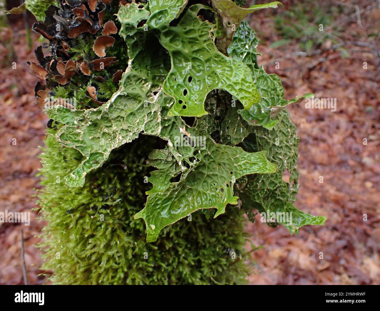 Tree Lungwort (Lobaria pulmonaria Stock Photo - Alamy