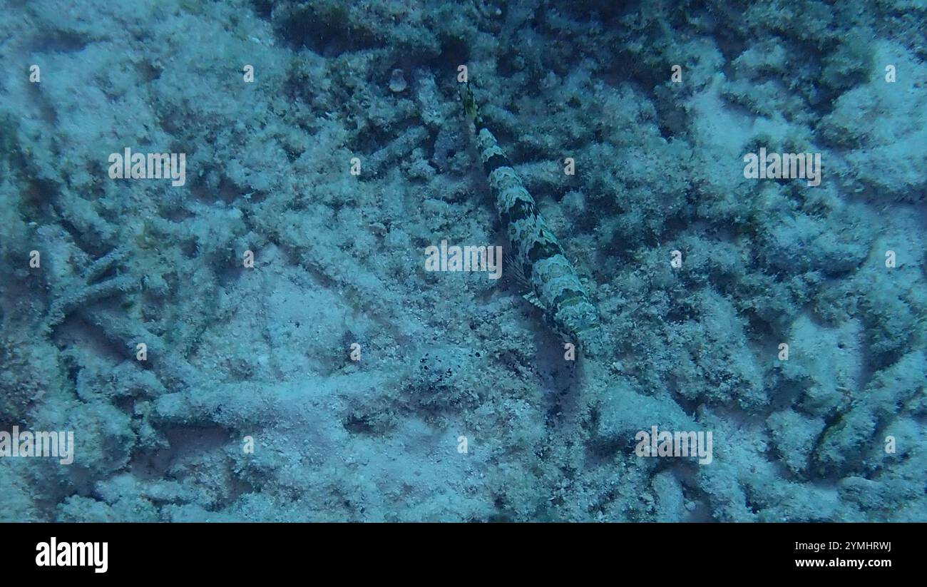 Sand Diver (Synodus intermedius Stock Photo - Alamy