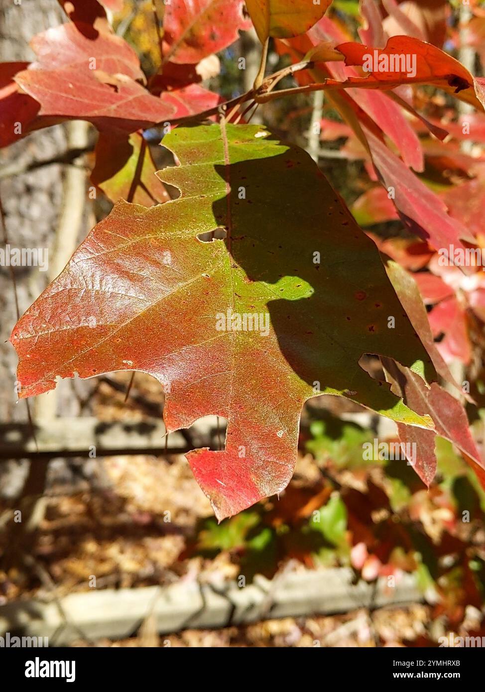 southern red oak (Quercus falcata Stock Photo - Alamy