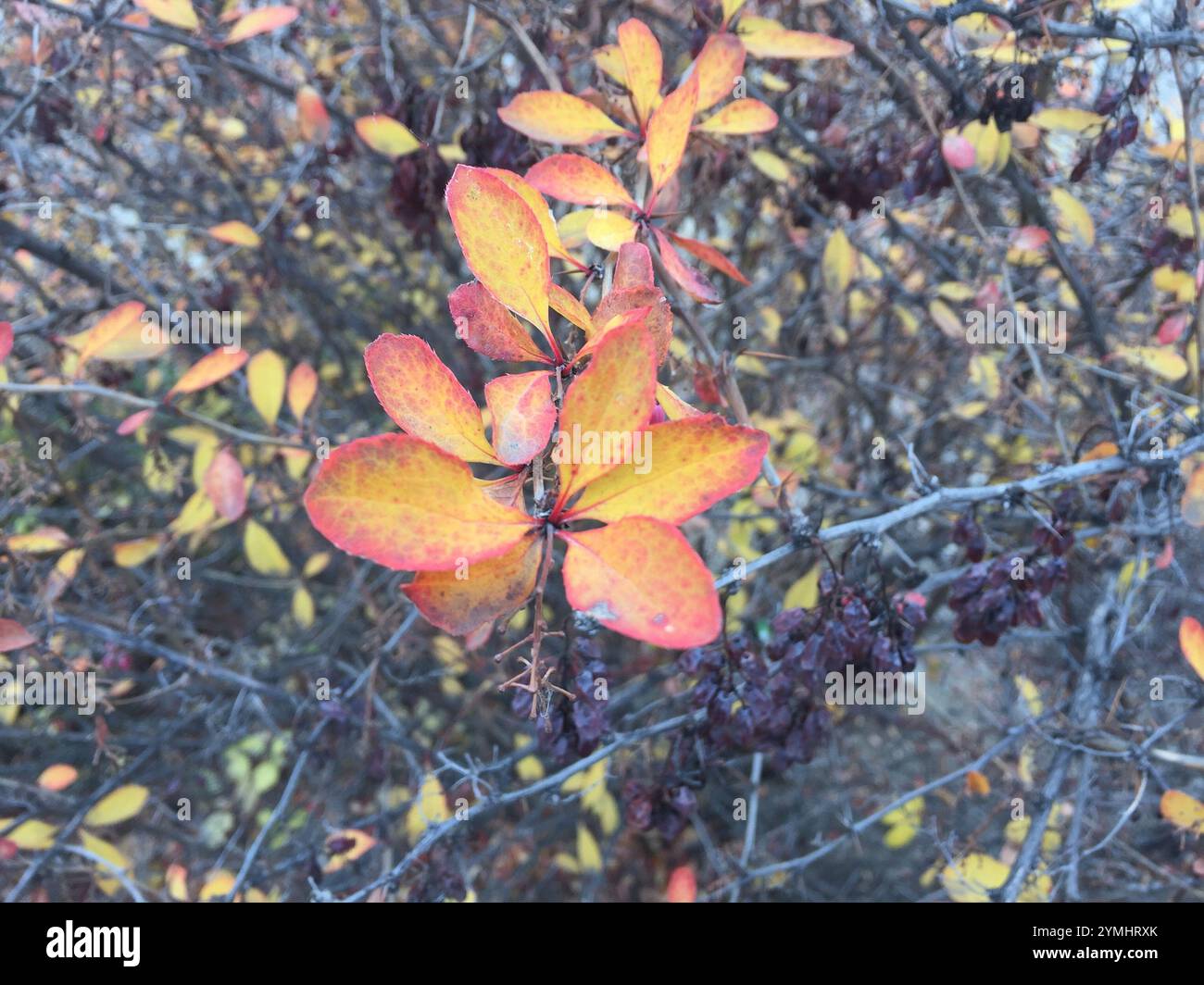 European barberry (Berberis vulgaris Stock Photo - Alamy