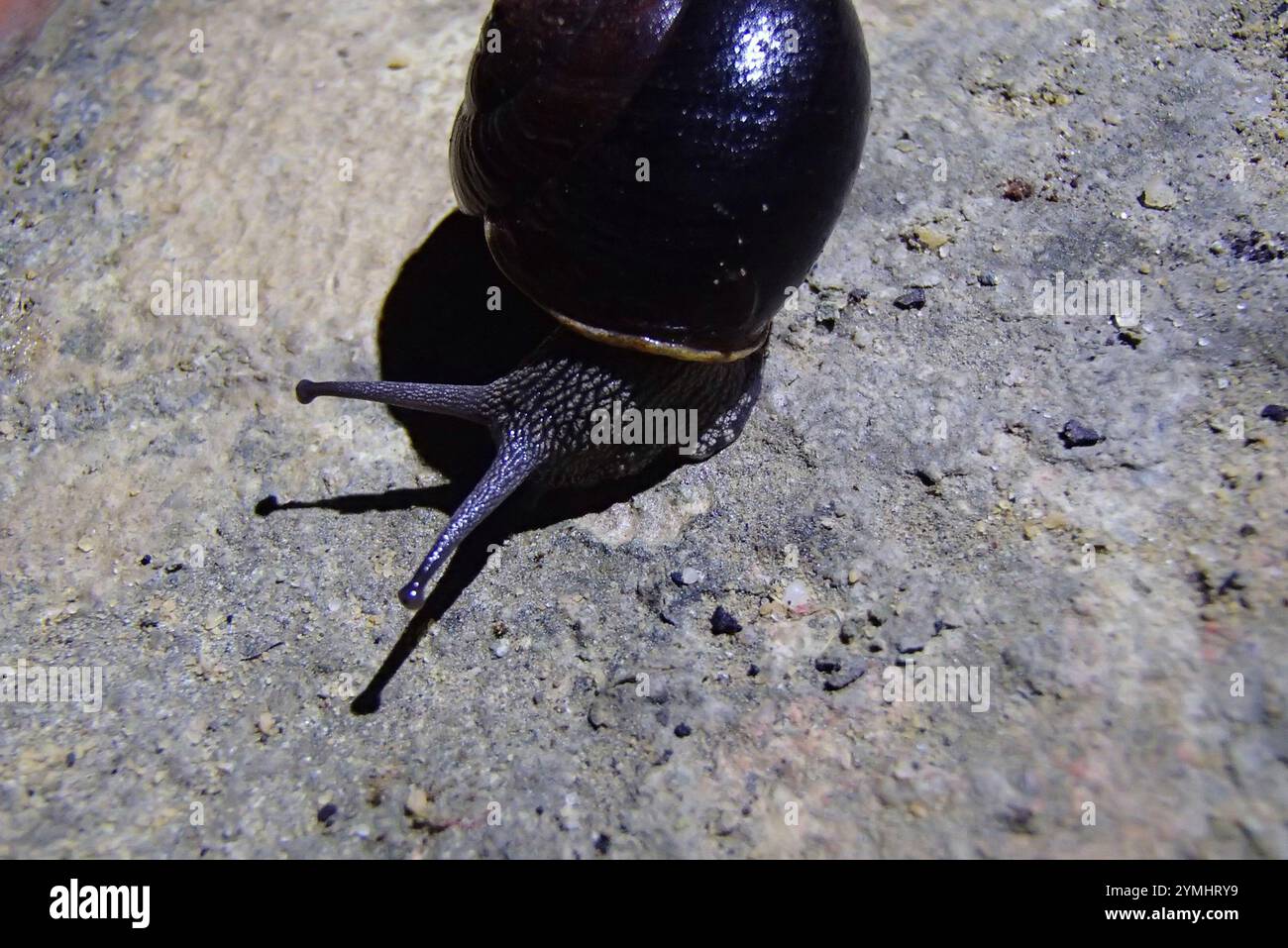 Blue Mountains Woodland Snail (Pommerhelix monacha Stock Photo - Alamy