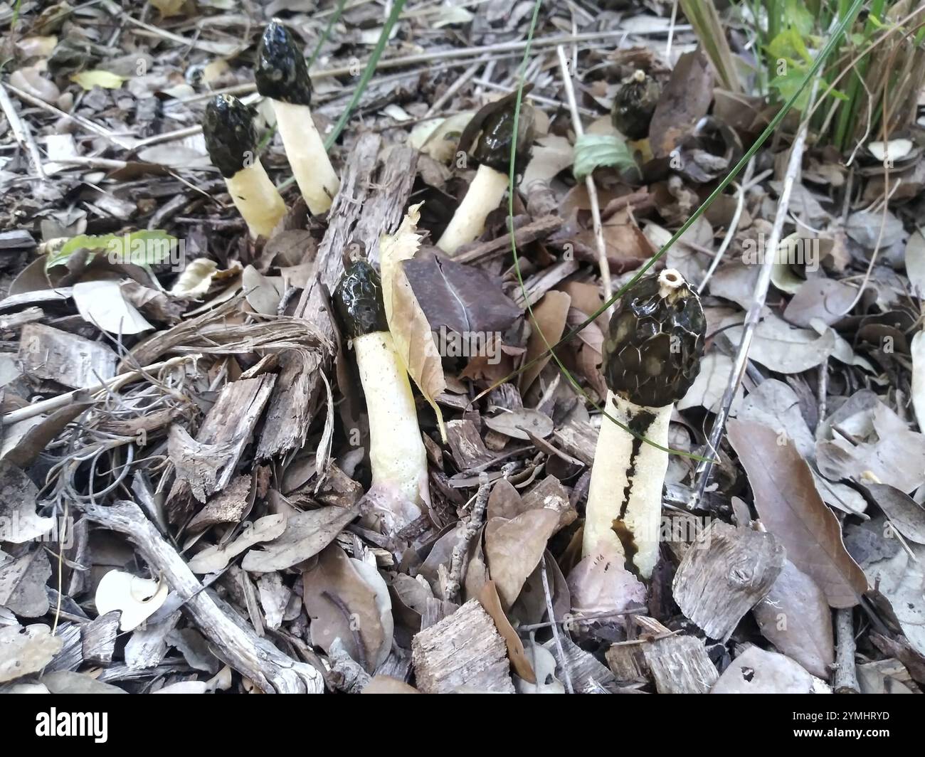 dune stinkhorn (Phallus hadriani Stock Photo - Alamy